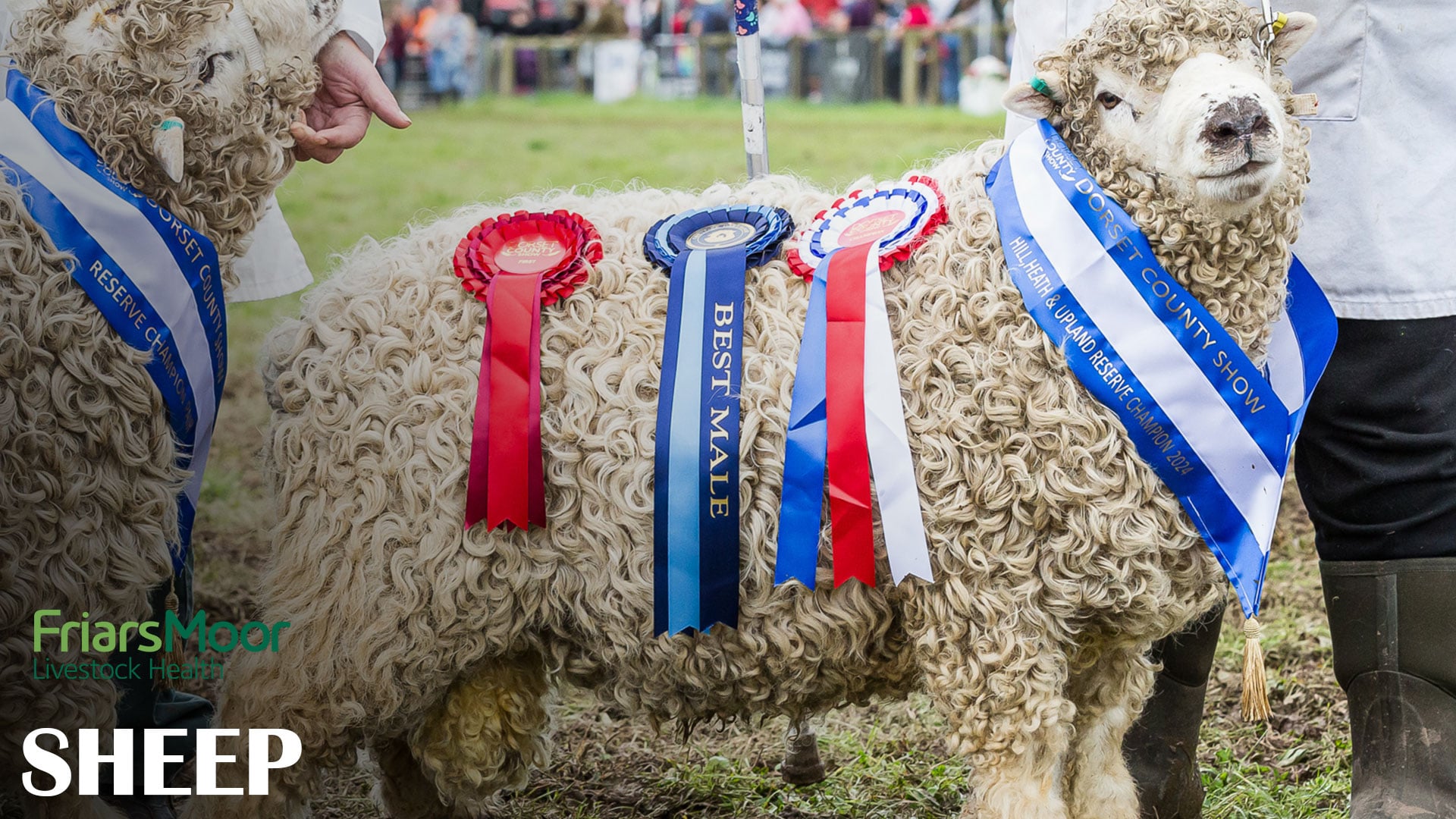 What's on - Dorset County Show